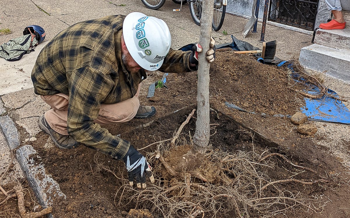 Trees are a vital part of our environment. Here's how to support tree ...